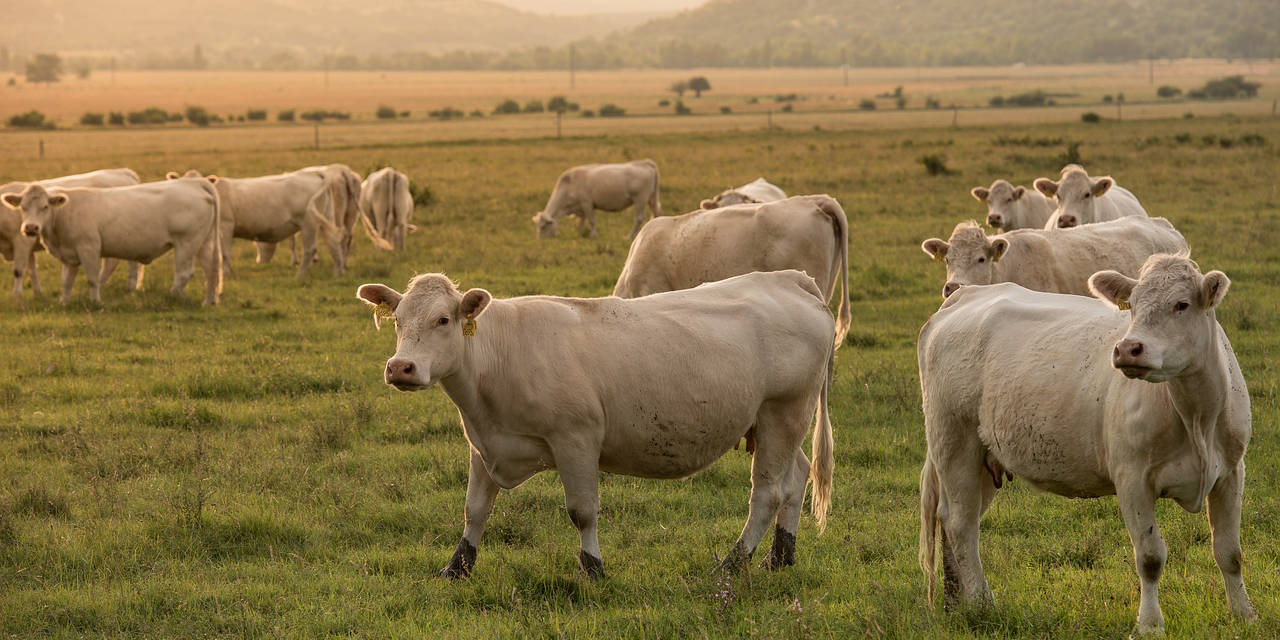 Maestría en Producción Animal Sostenible - Universidad Nacional
